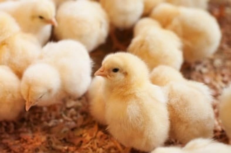 Shop Pullets Or Layers (Day Old Chicks) Online In Nigeria - Best Prices ...