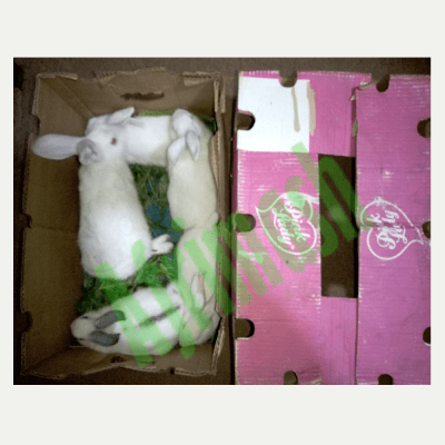 Hyla Rabbits (Commercial Breed | 3 Females + 2 Males) - Afrimash.com ...