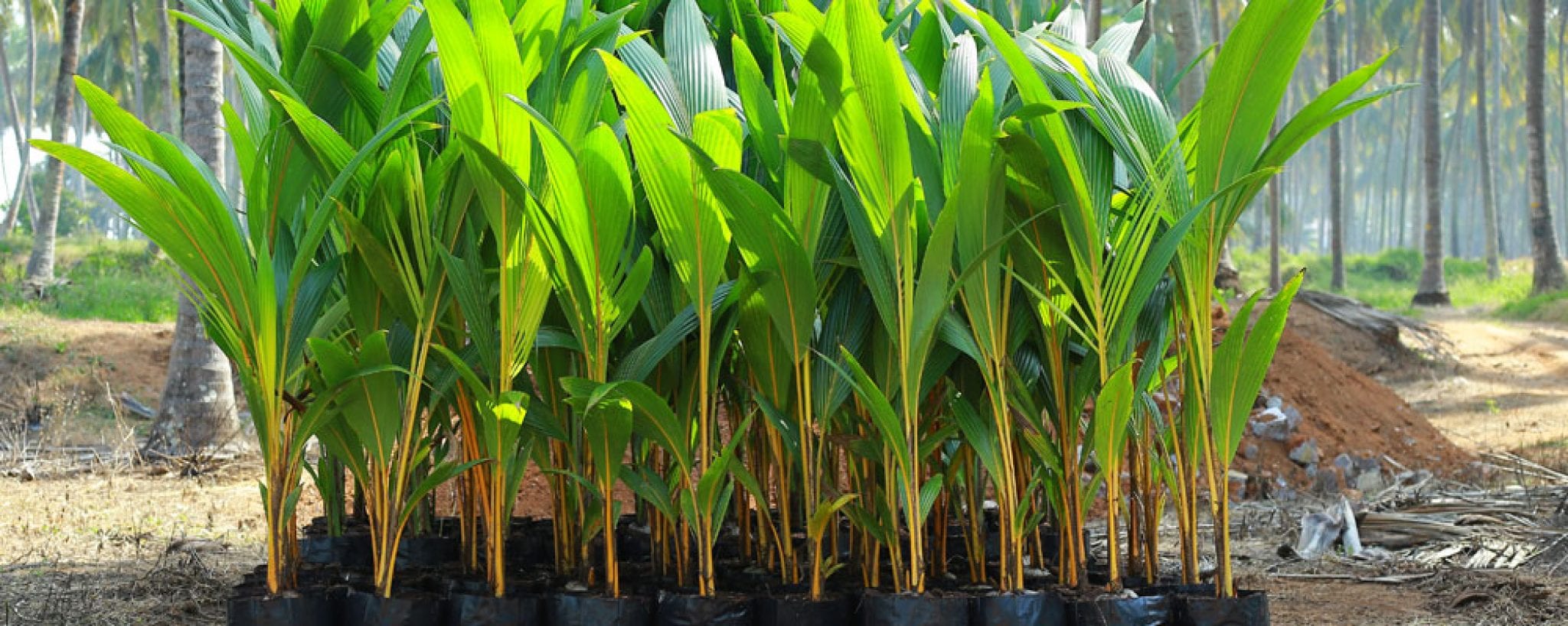 Coconut Seedlings (9 Months Seedlings | Hybrid | Dwarf Varieties ...