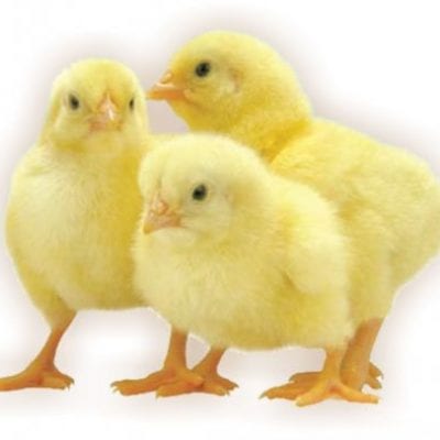 Online Shopping for Poultry, Fish, and More Agricultural Items ...