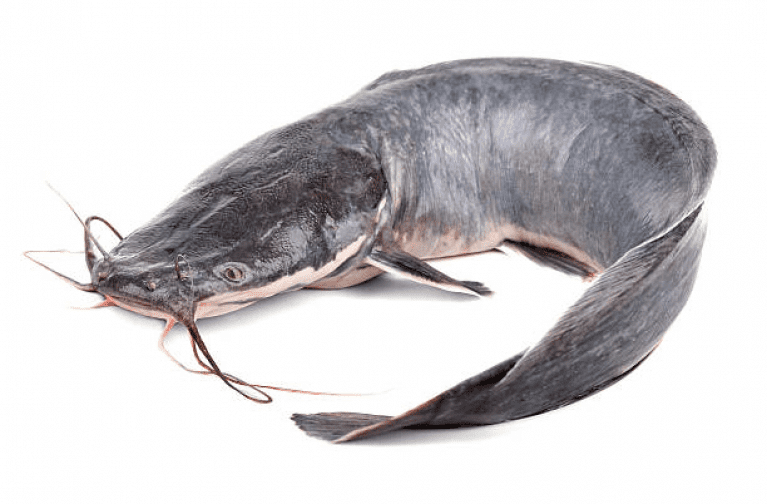 Step-by-Step Guide On How To Raise Hybrid Juvenile Catfish | Afrimash ...