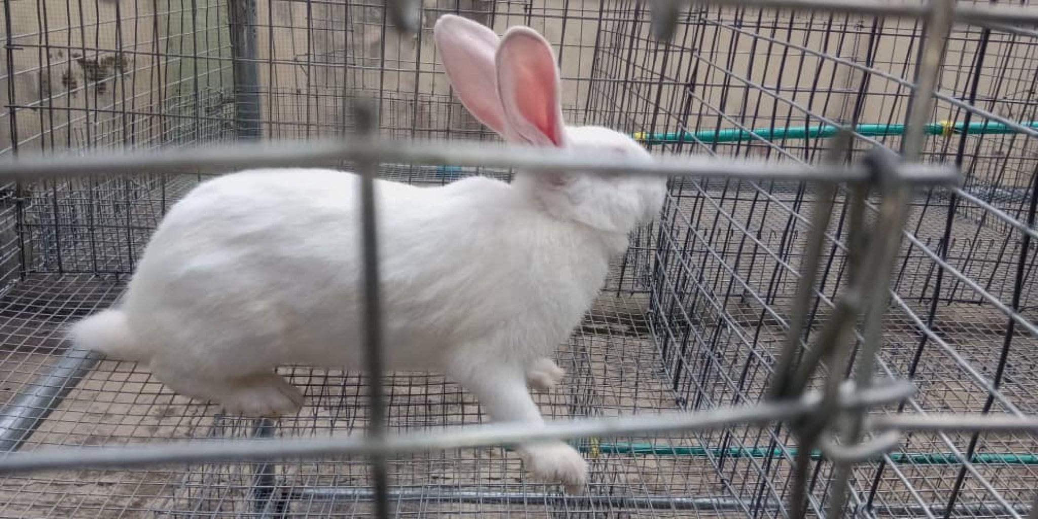 Commercial Hyla Rabbits (Broiler Rabbit Breed | 3 Females + 2 Males ...