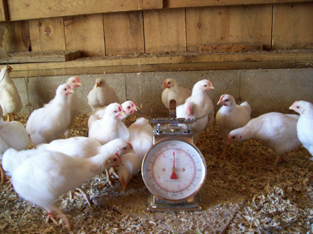 Weighing Scales: A Secret Weapon In Poultry Production | Afrimash.com ...