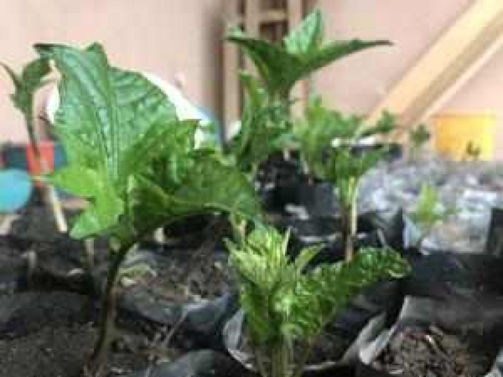 Buy Ugu Seedlings | Pods Online In Nigeria At ₦700.00 | 3–7-Day ...