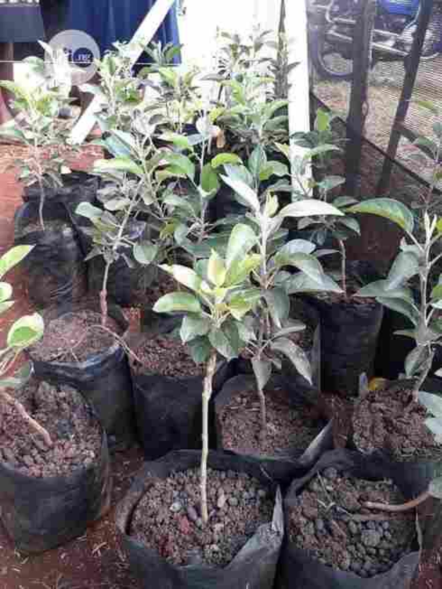 Buy Grafted Hybrid Wambugu Apple Seedling Online In Nigeria At ₦31,500. ...