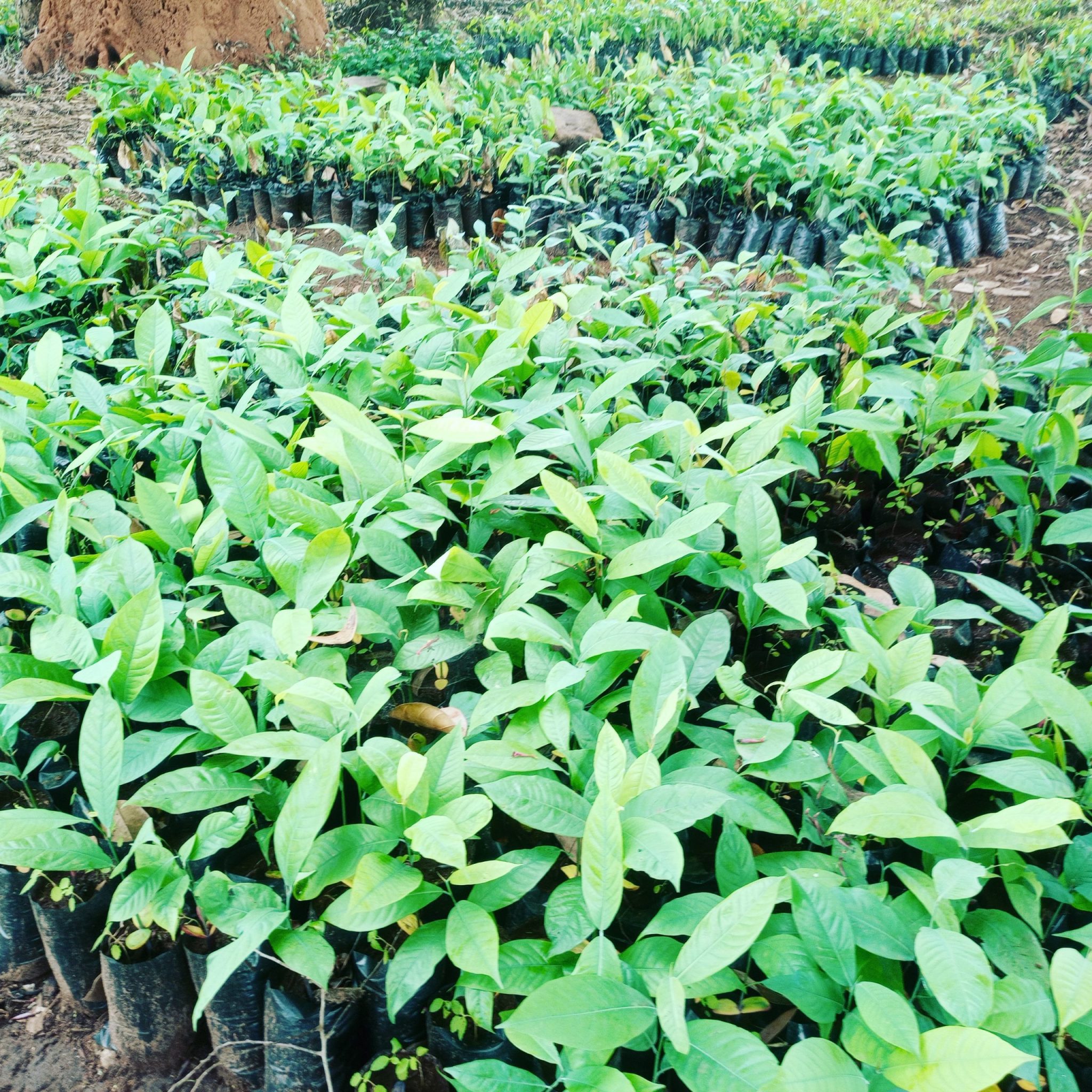 Buy Grafted Hybrid Wambugu Apple Seedling Online In Nigeria At ₦31,500. ...