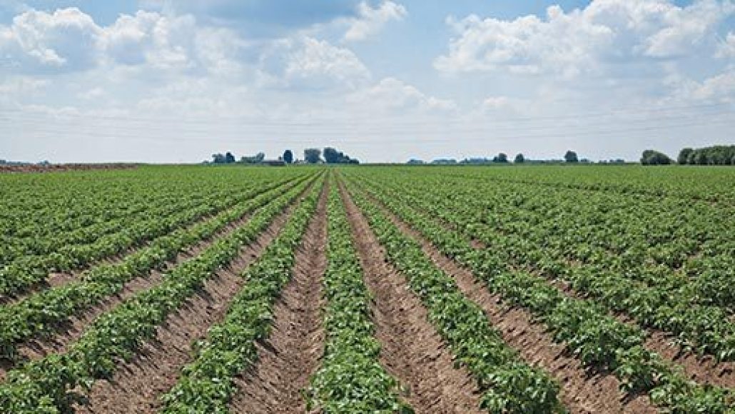 Food Production Strategies In Dry Seasons | Afrimash.com - Nigeria