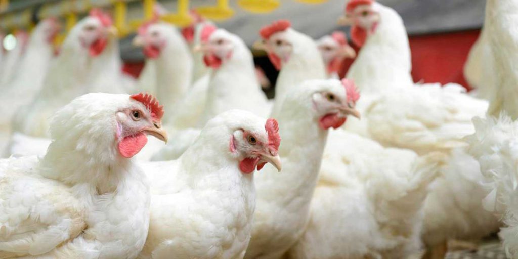 Poultry Health: 5 Best Management Practices For Poultry Beginners ...
