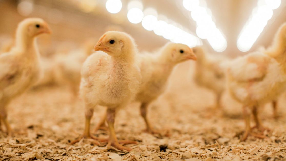 5 Easy Ways To Manage Poultry Litter And Make Profit | Afrimash.com ...