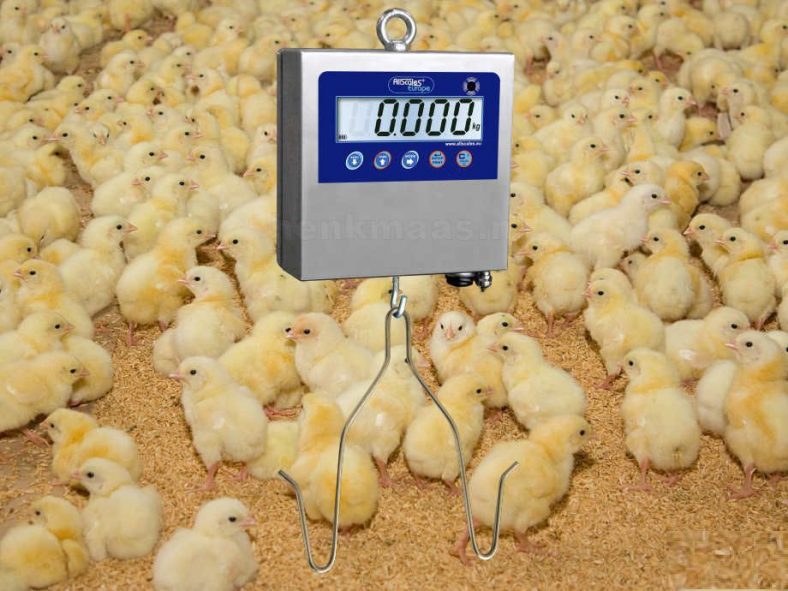 10 Best Weighing Scales To Accurately Track Your Livestock Performance ...