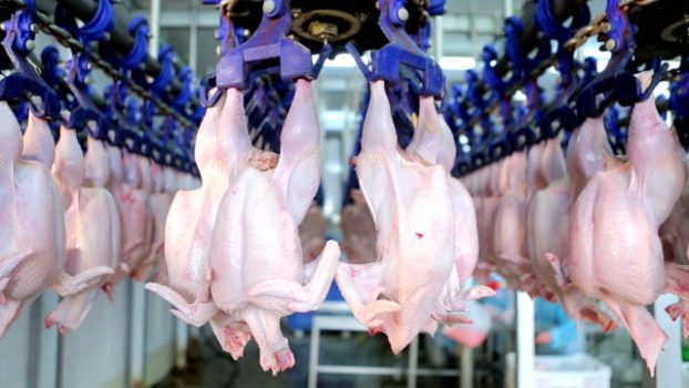 Poultry Processing: Steps, Equipment and Practices - Afrimash.com - Nigeria