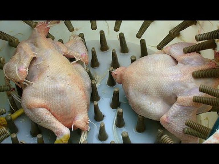 Poultry Processing: Learn The Steps, Equipment And Practices | Afrimash ...