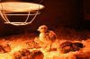7 Benefits Of Using Infrared Brooding Bulbs In Poultry | Afrimash.com ...