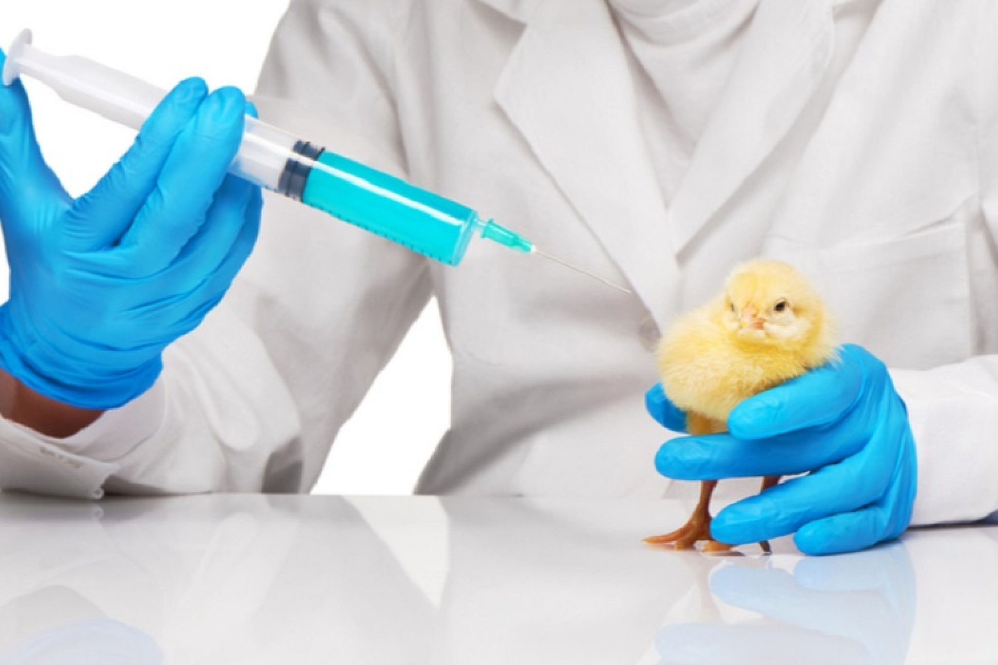 Poultry Vaccination: What You Need To Know | Afrimash.com - Nigeria