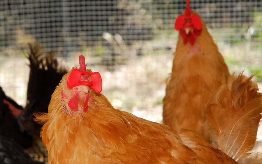 Debeaking: An Important Management Practice In Poultry | Afrimash.com ...