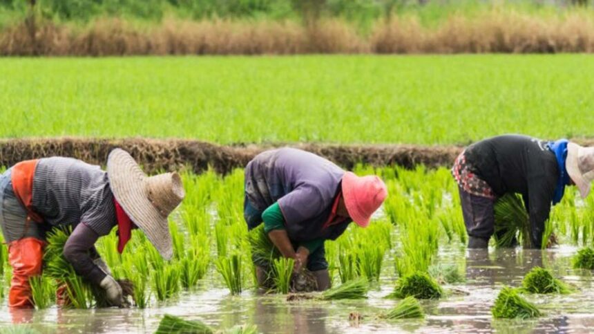 Rice Farming In Nigeria: Harvesting And Processing Techniques ...
