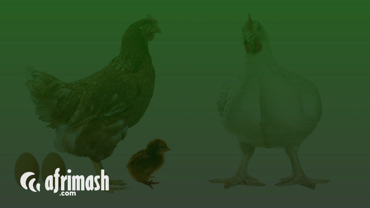 The Ultimate Guide To Choosing The Right Poultry (Broilers Vs Layers ...
