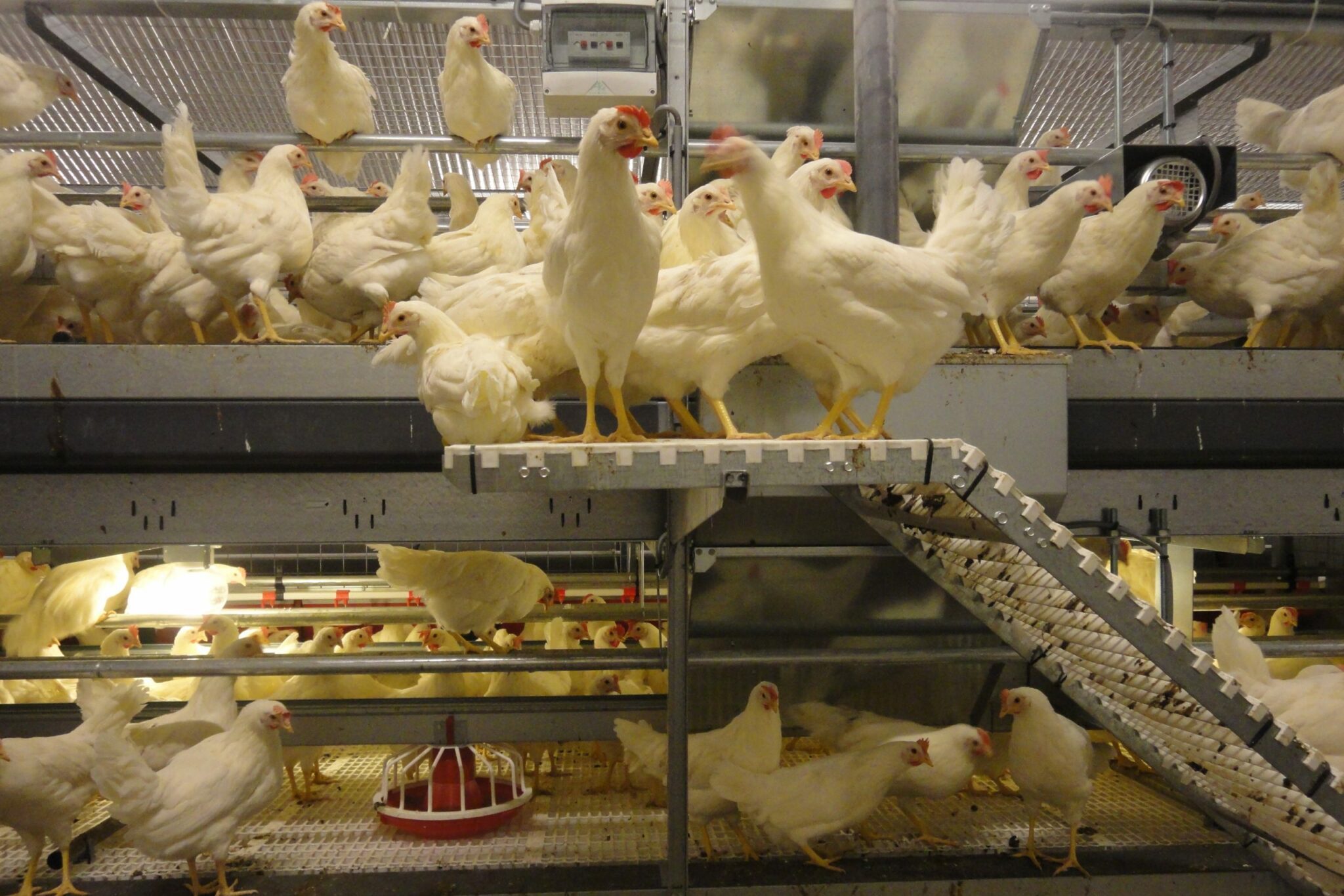 Debeaking In Poultry Birds: Pros, Cons, And Alternatives For Chicken ...