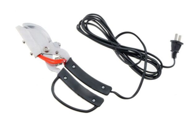 Debeaking In Poultry Birds: Pros, Cons, And Alternatives For Chicken ...