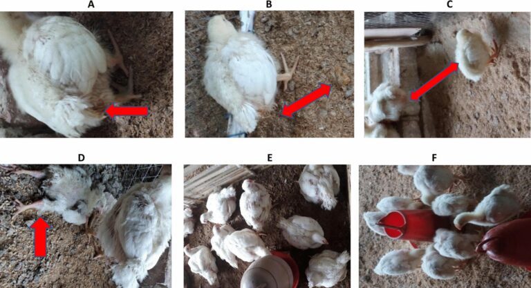Safeguarding Your Poultry: Proven Ways To Understanding And Preventing ...