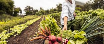 The Ultimate Guide To Getting Started With Natural Vegetable Farming ...