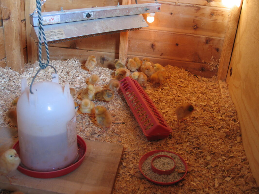 Mastering The Perfect Brooder Setup: Your Guide To Raising Healthy ...