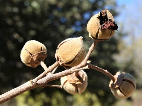 Gorontula Seed: A Natural Wonder For Health And Wellness | Afrimash.com ...