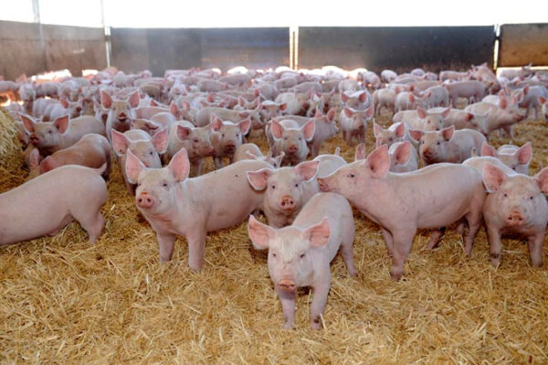 Feed Formulation In Pig Farming: The 100kg Mix For Weaners And Growers ...