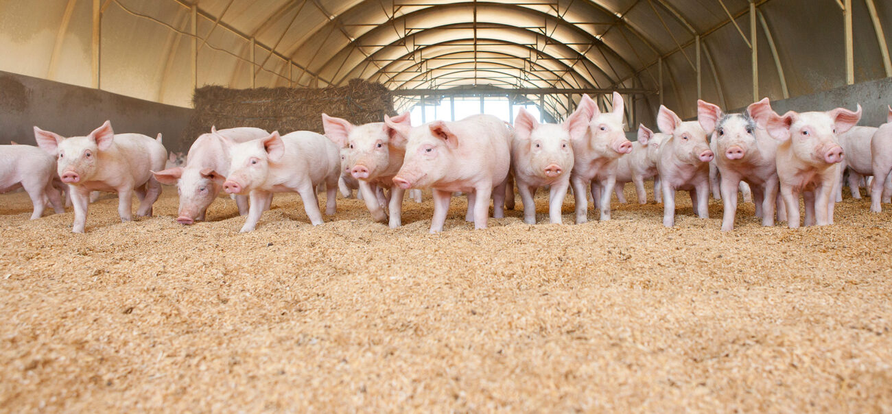 Feed Formulation In Pig Farming: The 100kg Mix For Weaners And Growers ...