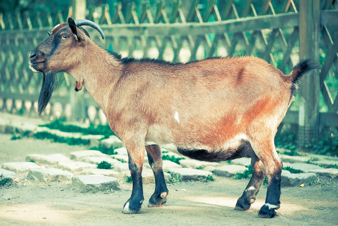 How To Fatten Goats: A Practical Guide For Nigerian Farmers | Afrimash ...