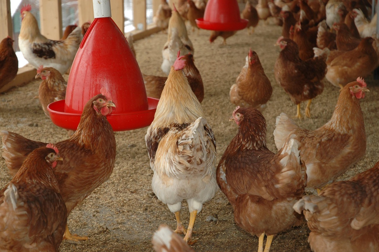 How To Construct A Poultry House For Optimal Egg Production | Afrimash ...
