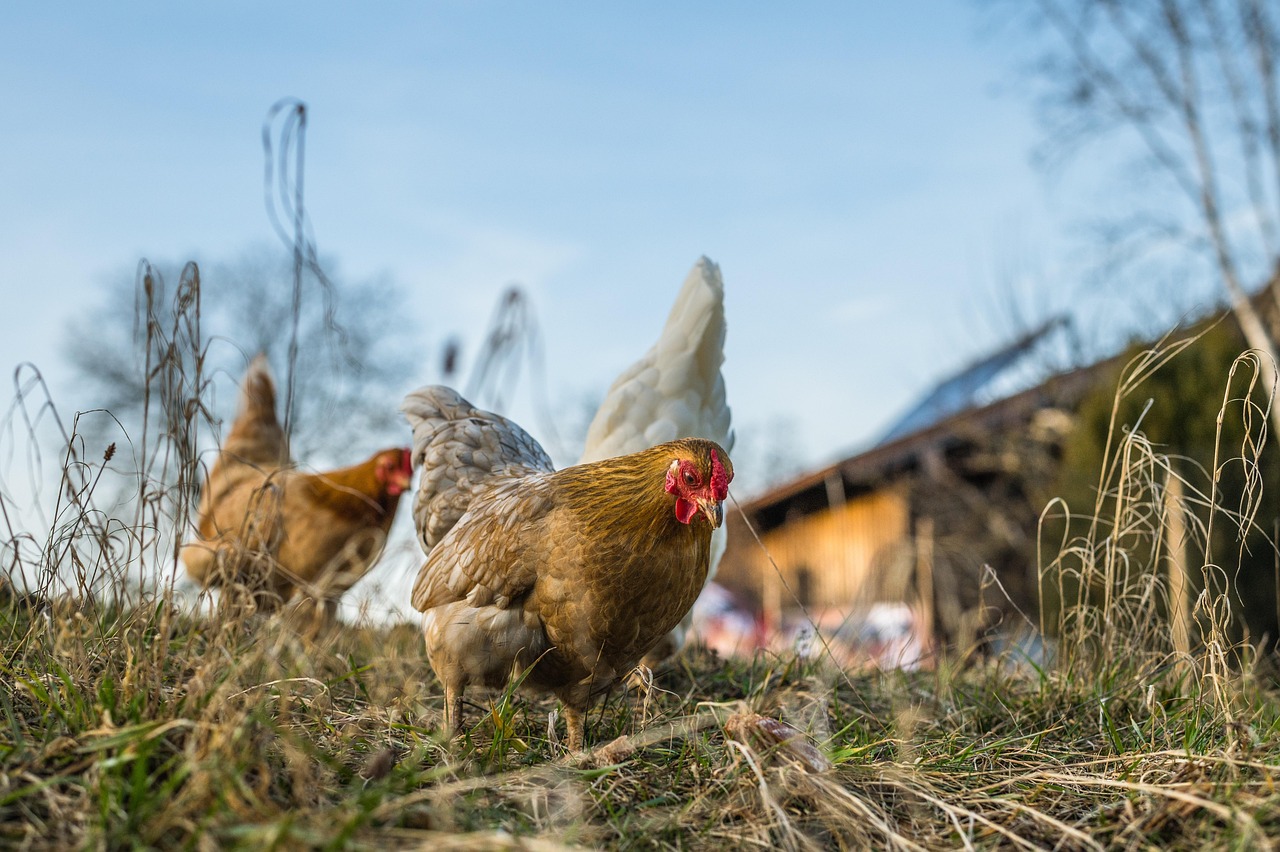 Why Poultry And Fish Farming Are A Perfect Match For Nigerian Farmers ...